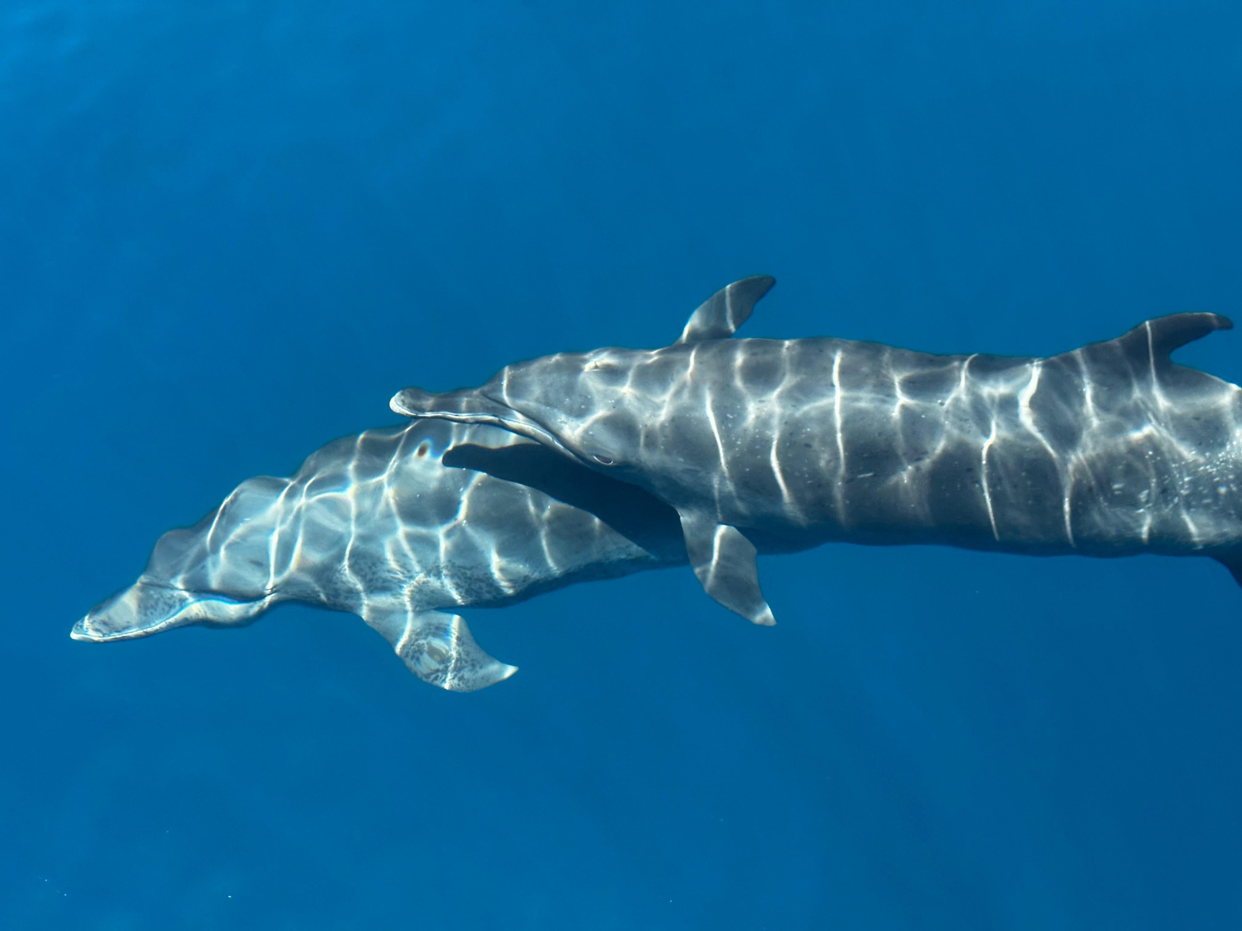 Rebuilding Ocean Life with Seatrees Biodiversity Blocks