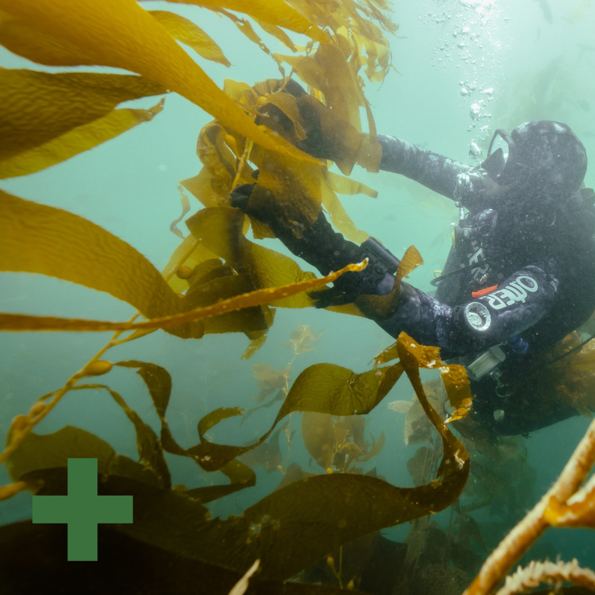 Seatrees Plus Science