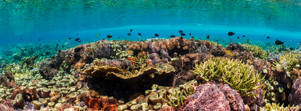 Bringing New Life to Bali's Coral Reefs – SeaTrees