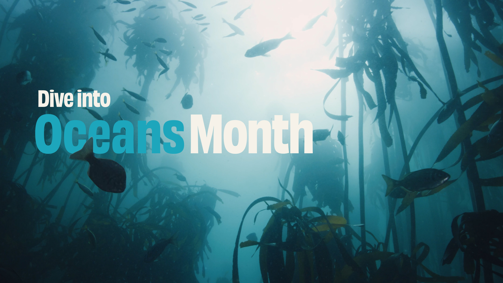 Happy Oceans Month from Seatrees
