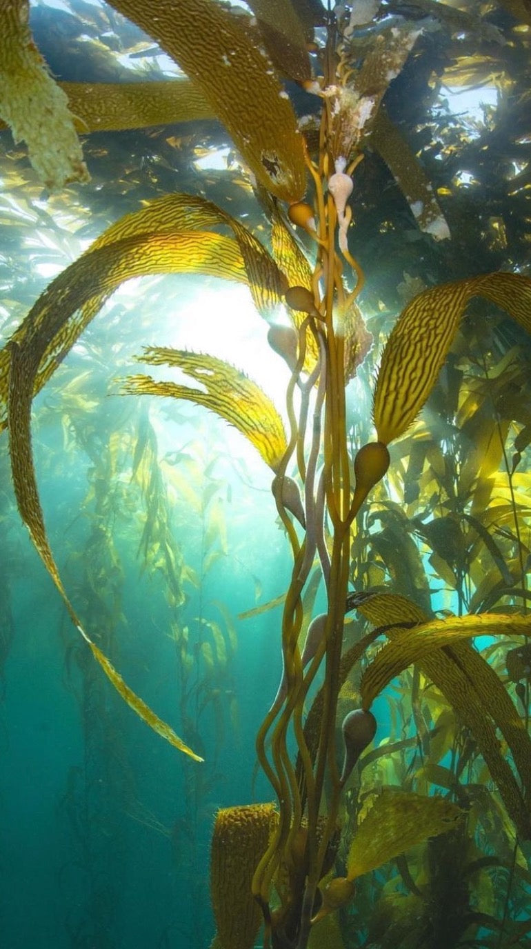 SeaTrees Is Making Waves This Fall – Seatrees