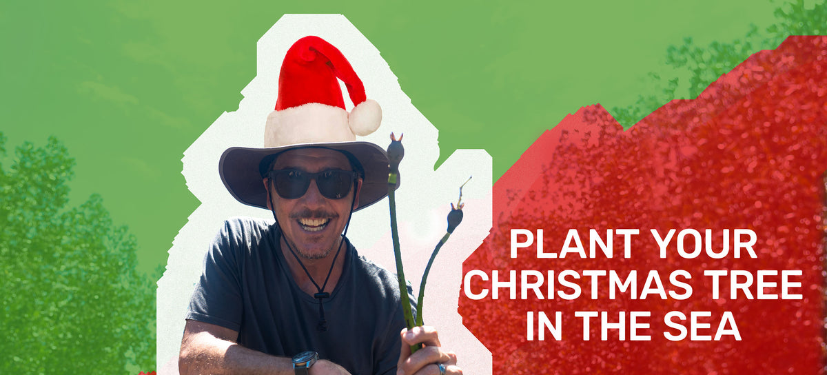 🎄Ho, Ho, Whoa?! 30M Christmas trees 🌲 are sold every year 🌳🌴🌱 – SeaTrees