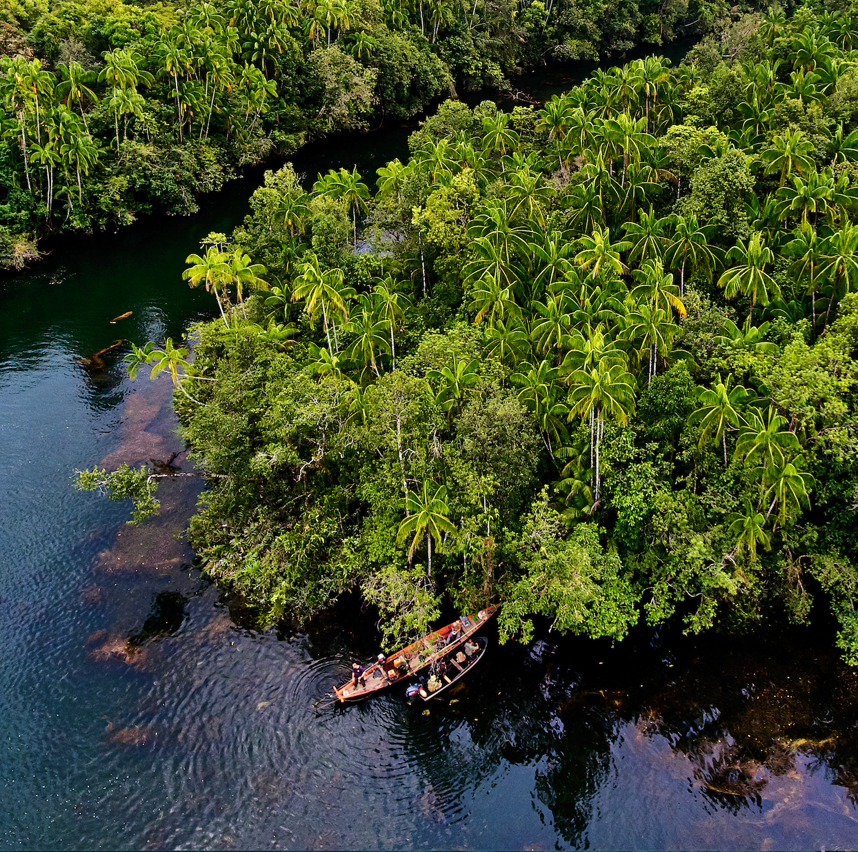 How SeaTrees Chooses the Best Carbon Offset Projects – Seatrees