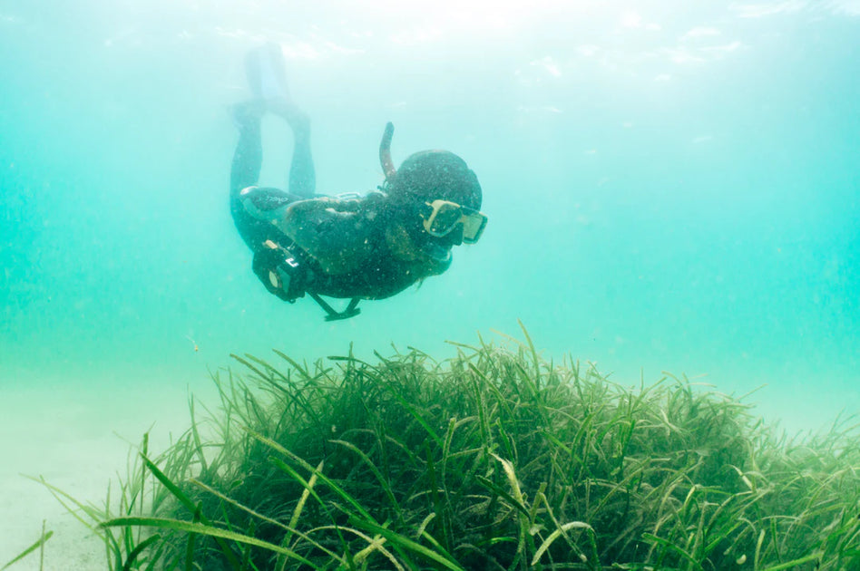 Introducing Our Newest Project: Protecting Seagrass Meadows with Ocean ...