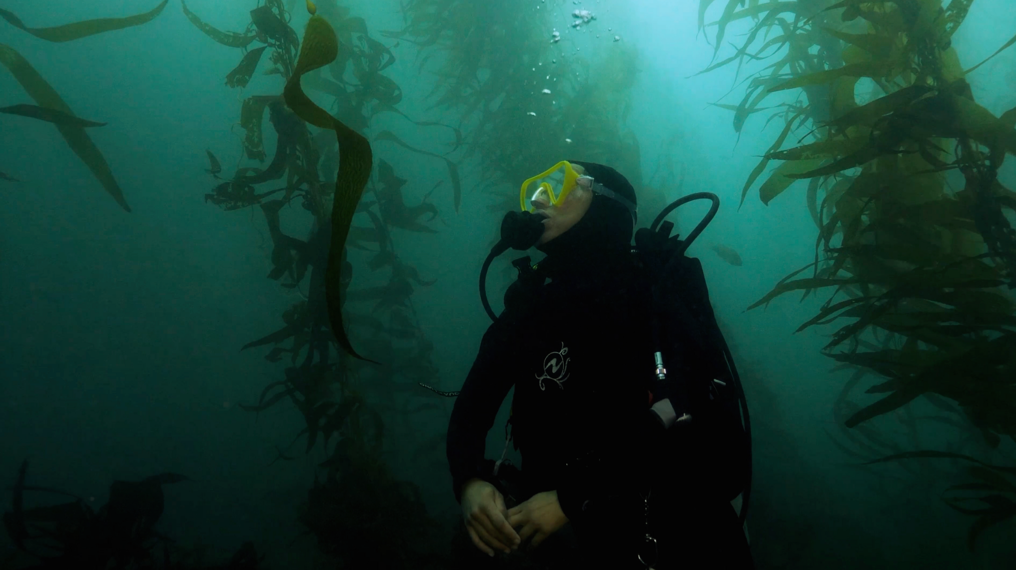 Press Release: Seatrees Documentary Kelp Currency Selected for Climate