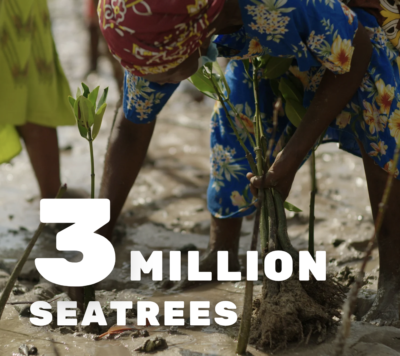 3 Million SeaTrees Planted! 🌏🌱 – Seatrees
