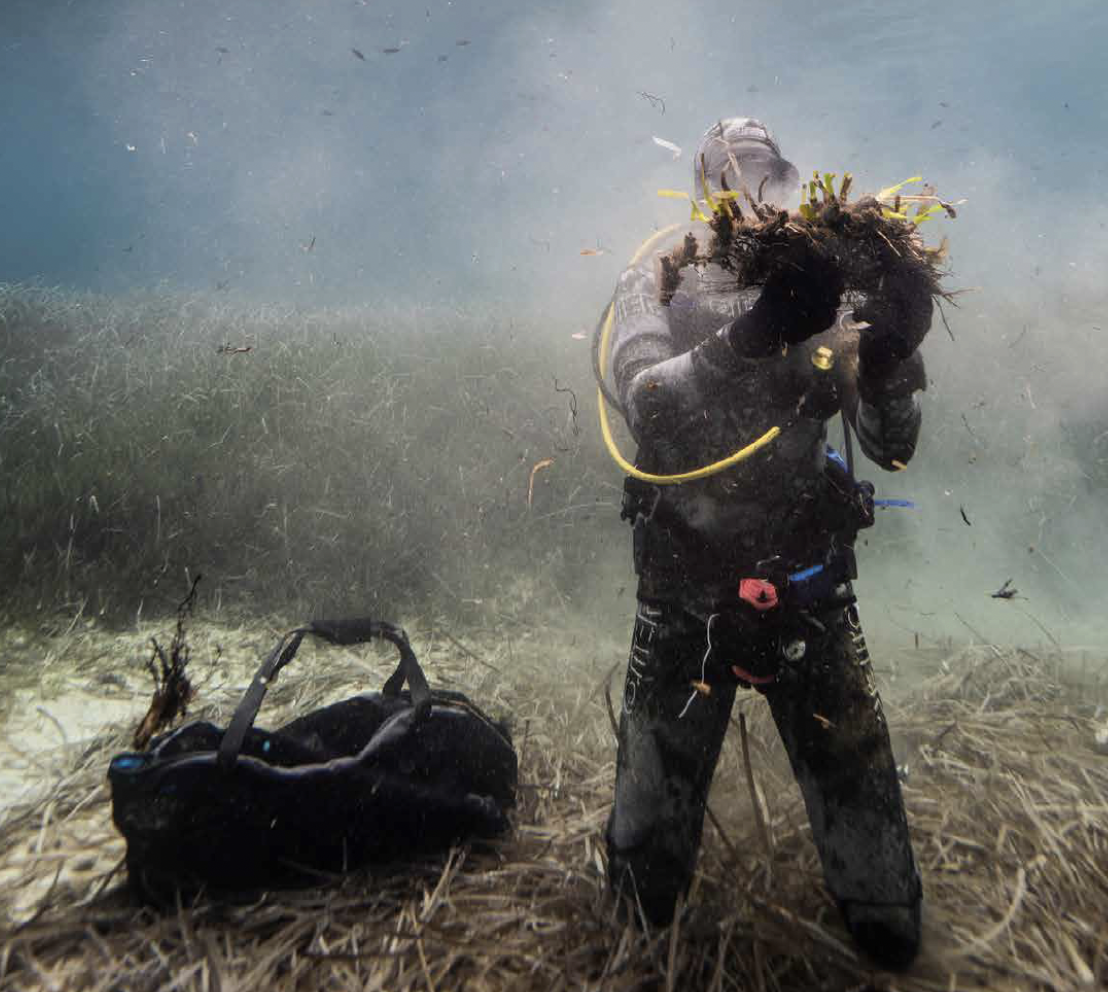 New Project Alert! 🌱 – Seatrees