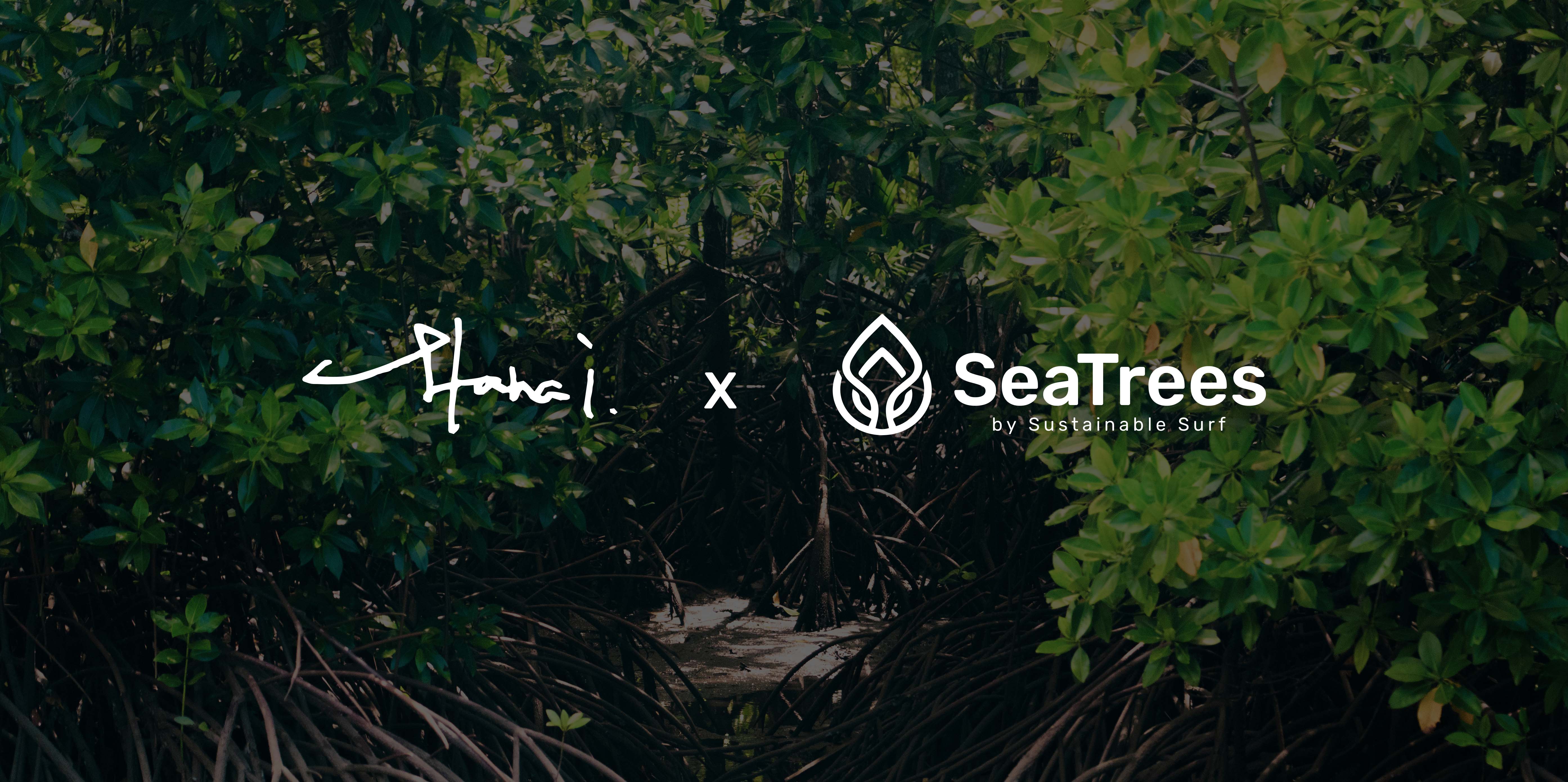 Newsletters Suck… so do mangrove SeaTrees – Seatrees