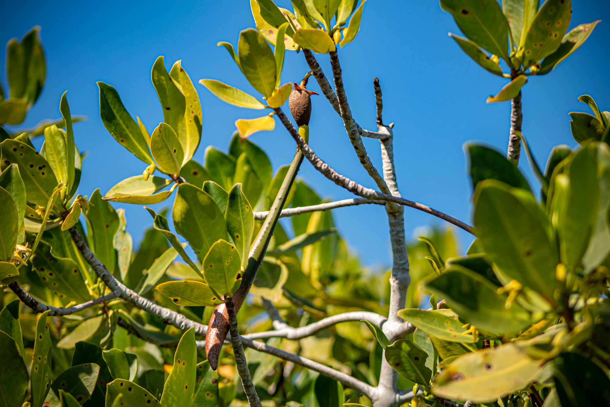 Mangrove Gift – Seatrees