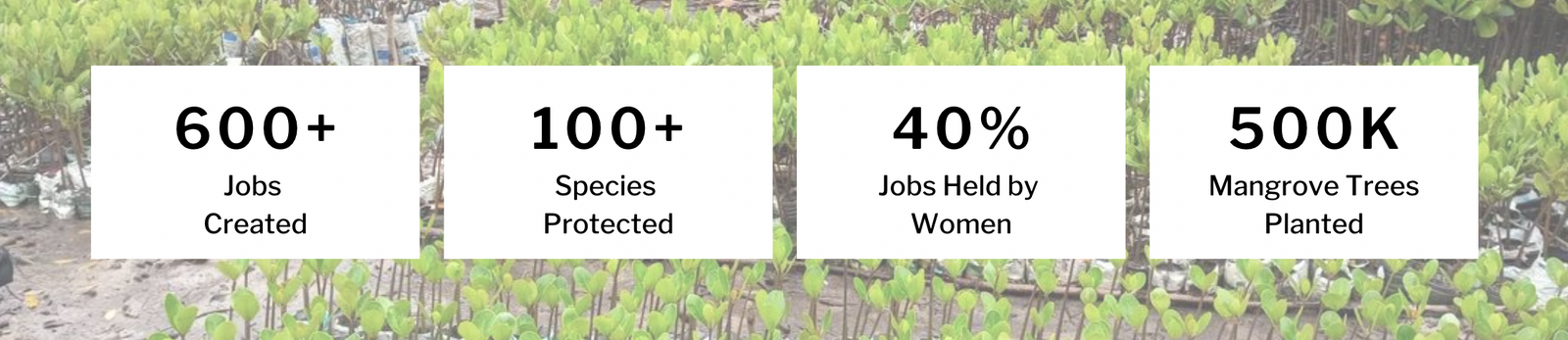 SDG-Marereni – SeaTrees