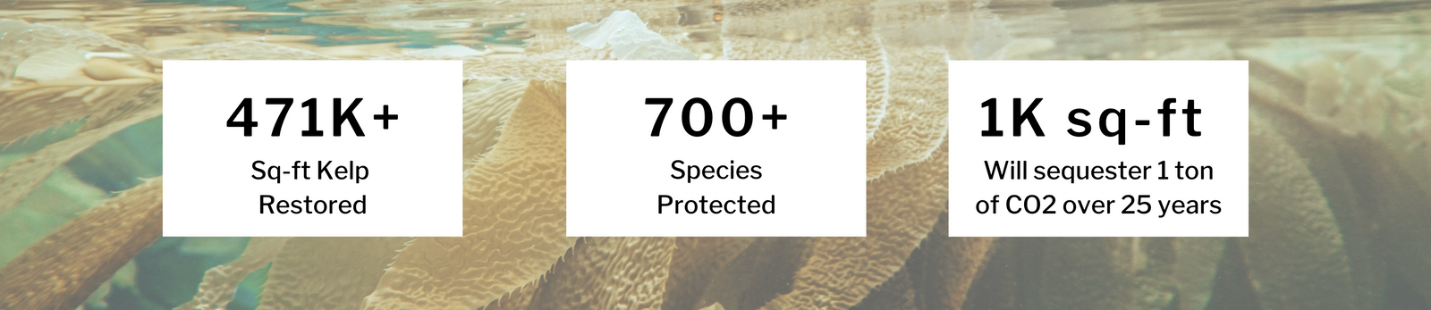 SDG-PalosVerdes – SeaTrees