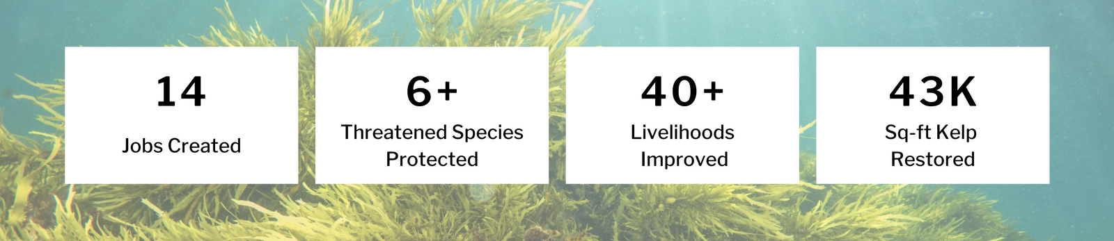 SDG-Sydney – SeaTrees