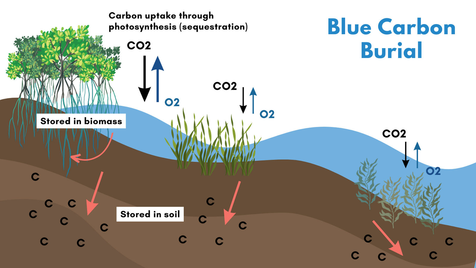 About Us Blue Carbon – SeaTrees