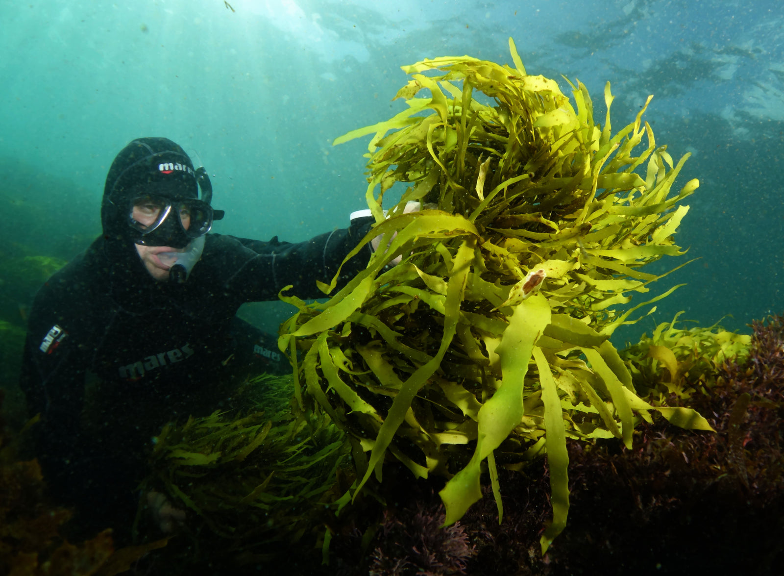 Sydney Kelp Forest – SeaTrees