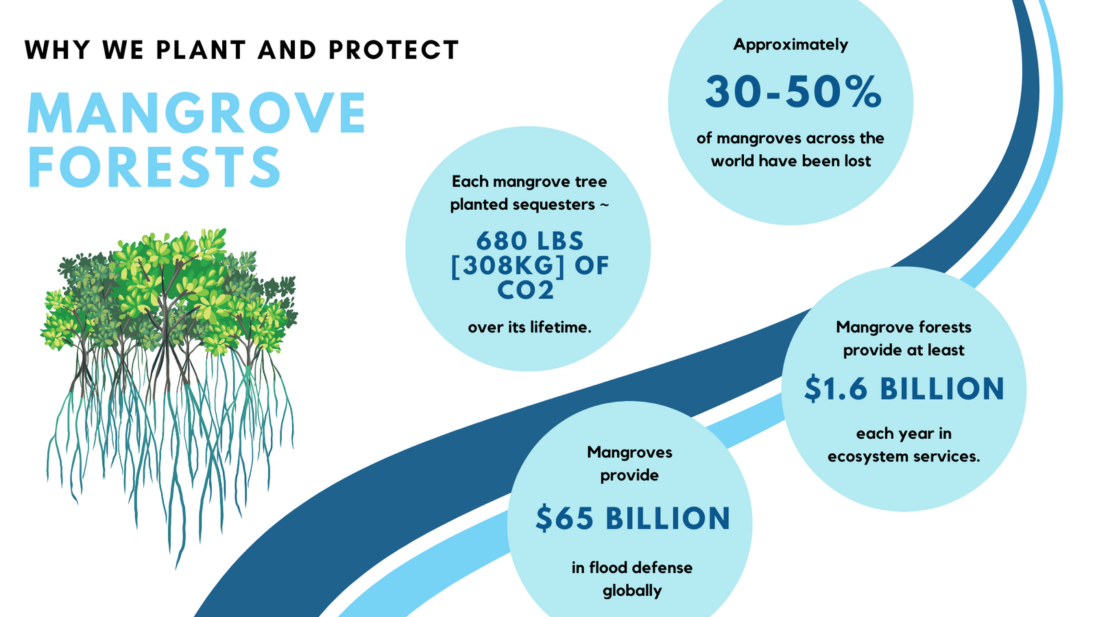 About-Us (Why Mangroves) – SeaTrees